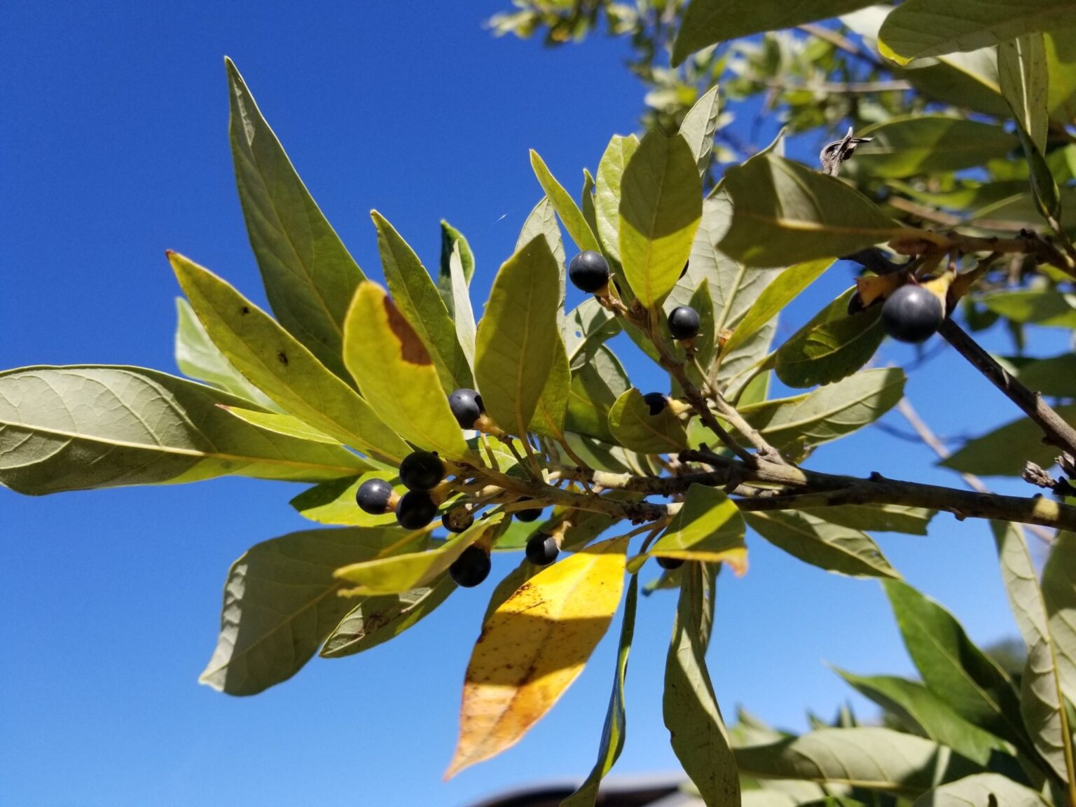 A Few Creole Healing Herbs You Should Try – Part II