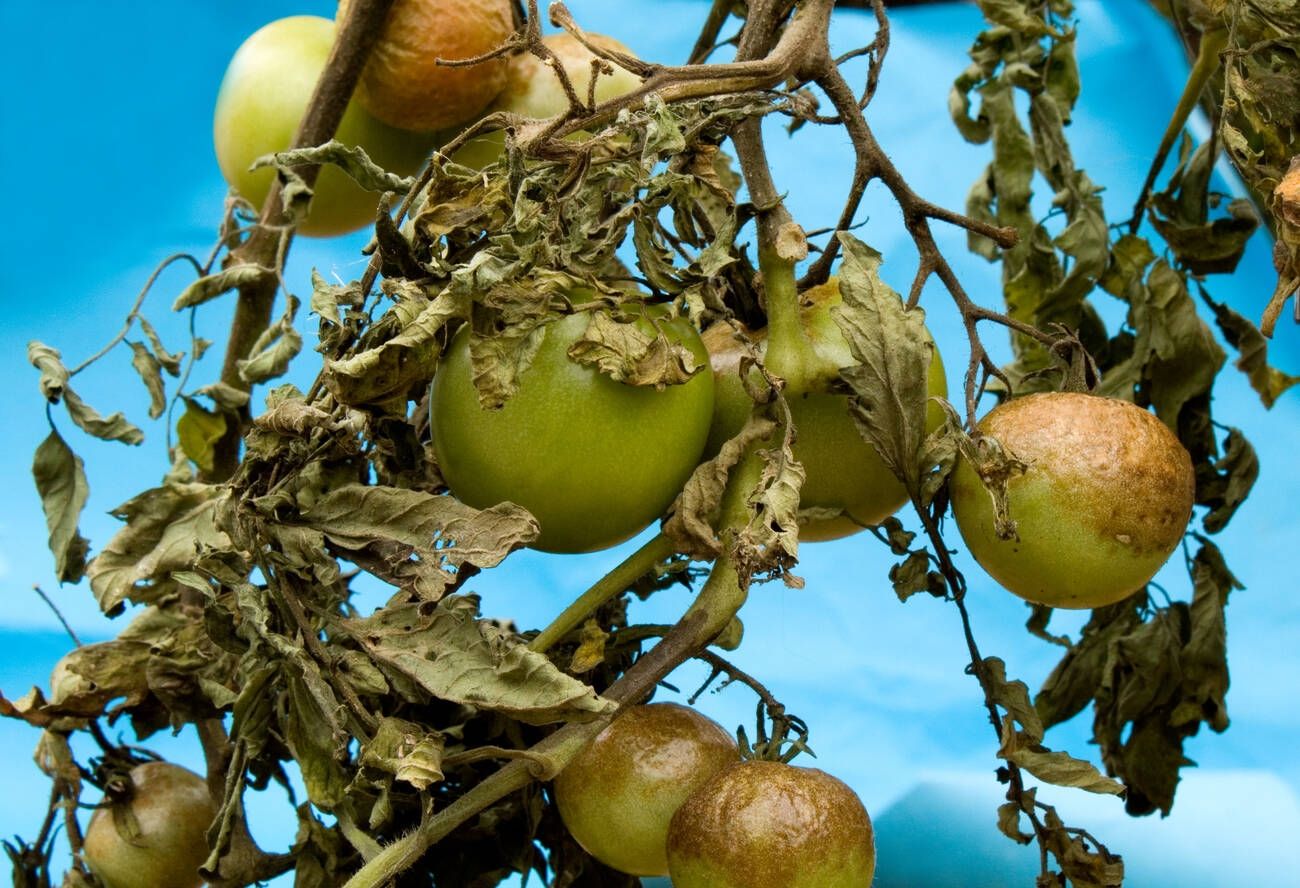 Learn How To Treat These Common Plant Diseases – Part II