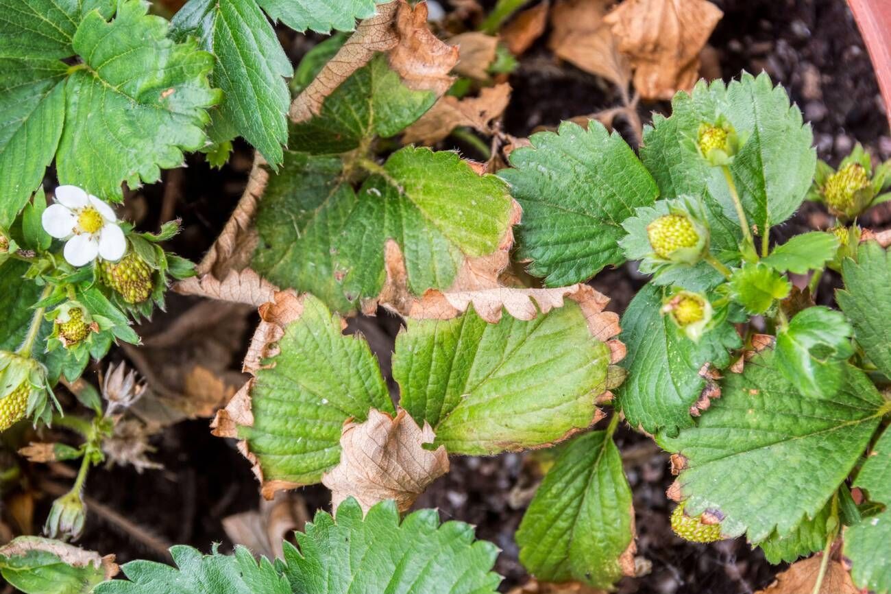 Learn How To Treat These Common Plant Diseases – Part II