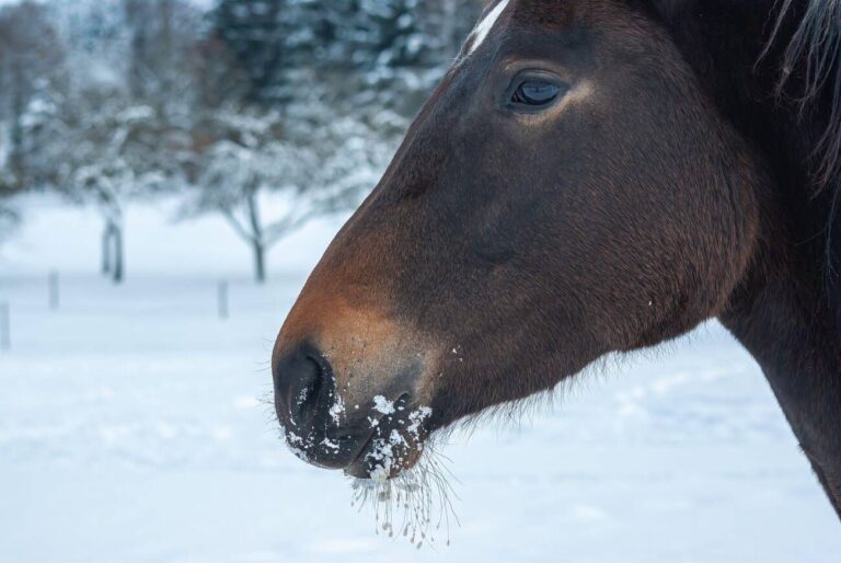 Winter Preparation on the Homestead